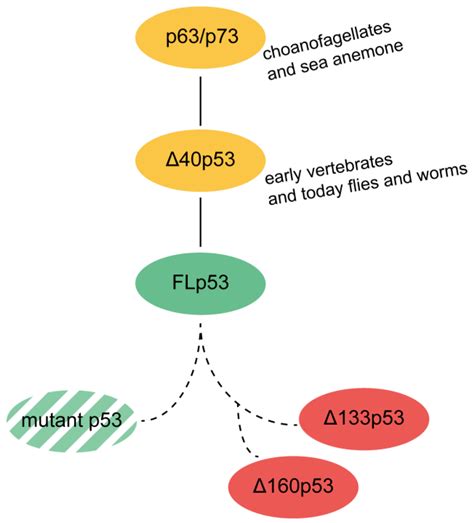 P53 Isoforms And Their Implications In Cancer