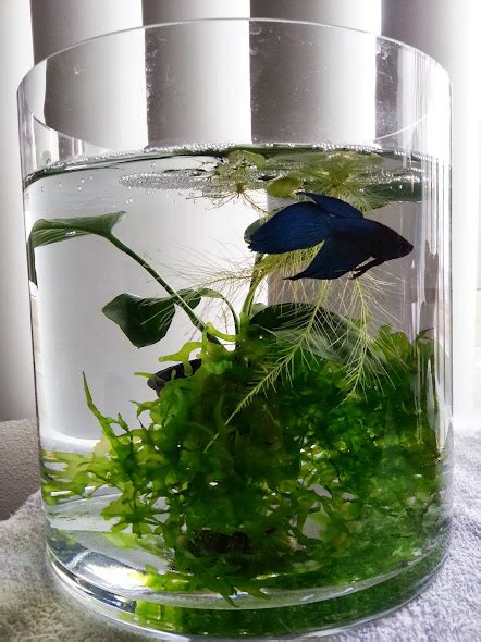 List Low Tech Mini Nano Pico Planted Tanks 50