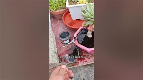 田园土养花都可以用土壤活化剂矿源黄腐酸钾！ 土壤活化剂 矿源黄腐酸钾 养花万能肥料推荐 花卉养护 Youtube
