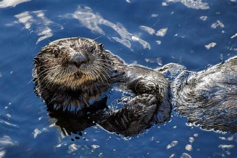 500 Free Otters And Nature Photos Pixabay