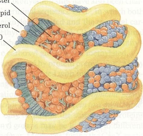 Lipoprotein Metabolism Flashcards Quizlet