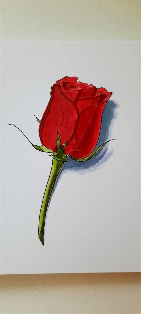 Иллюстрация Красная роза в стиле скетчи