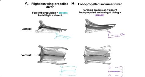 Shape Deformations Showing The Independent Effects Of A Forelimb