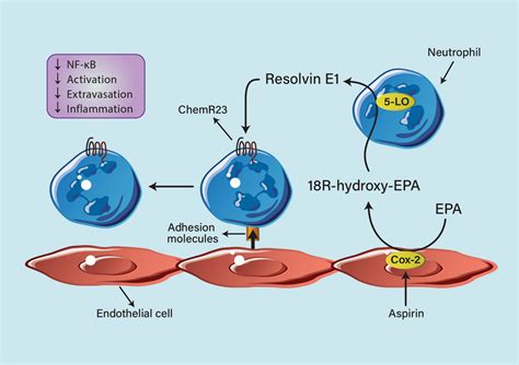 A New Anti Inflammatory Circuit Using RVE And Its Receptor The Download Scientific Diagram