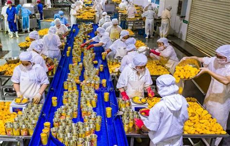 湖北秭归黄桃出口加工忙 人民图片网