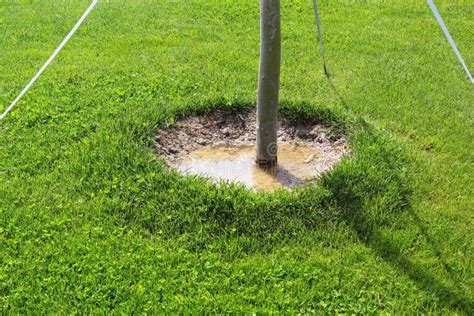 Circle Around The Tree Trunk On A Lawn After Watering Stock Image Image Of Circular Tree