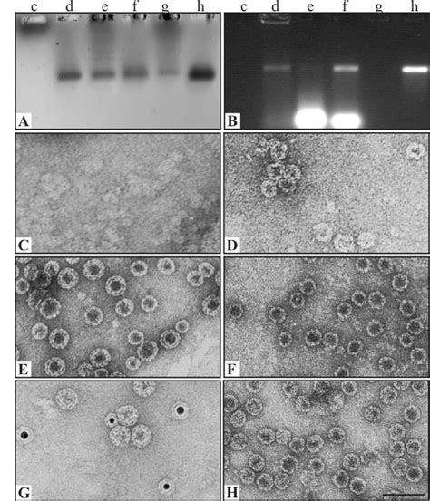 Reassembly And Packaging Of Ucb5 Vlps A B Native Agarose Gel