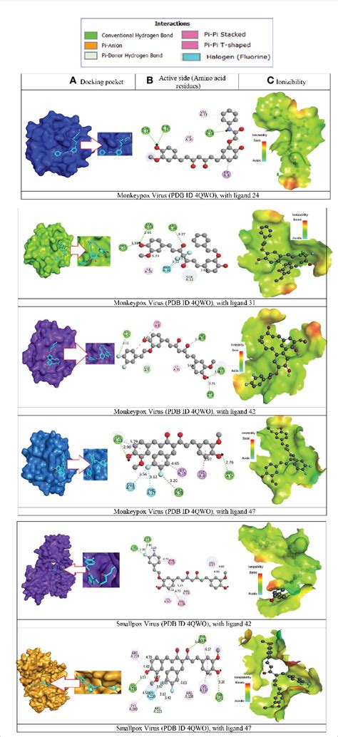 Molecular Docking Pocket Hydrogen Bonding And Binding Interaction