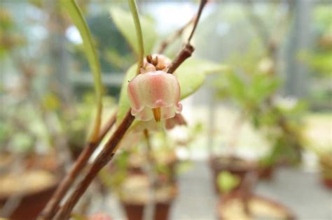 オオバコケモモ大葉苔桃 トドワラのブログ