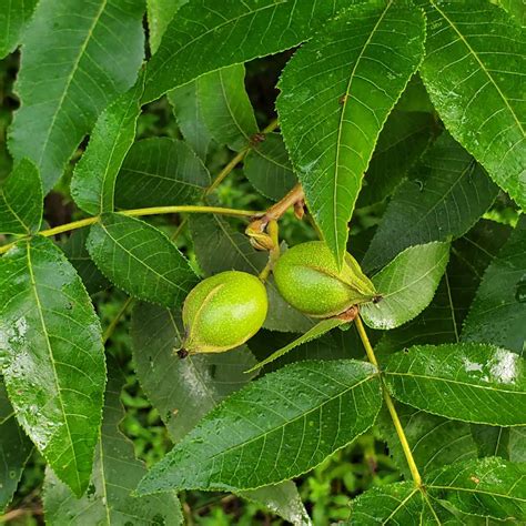 Bitternut Hickory Carya Cordiformis Juglandaceae Fruit Western