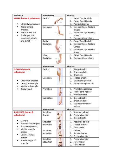 Prac Exam Cheat Sheet All Info You Need For The Functional Anatomy