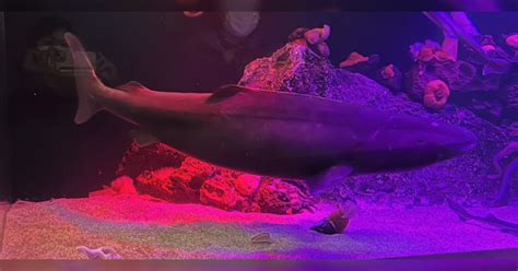 400年以上生きるといわれている超激レアな深海生物オンデンザメが世界で唯一岩手のもぐらんぴあ水族館で今だけ飼育展示されているらしい