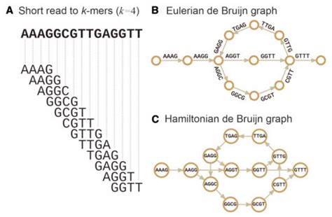重测序专题（二） 不断完善的参考基因组 知乎