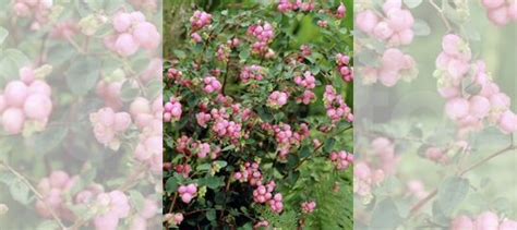 Снежноягодник розовый / буддлея Давида фиолетовая купить в Белгороде ...