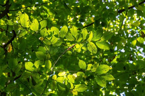Selective Focus Of Ulmus Pumila Celer Leaves European Hornbeam Or