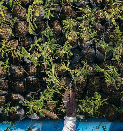 Strategies National Greening Program