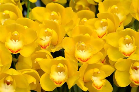 Yellow orchid flower stock photo. Image of texture, flowery - 23212016