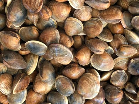 Uf Ifas Molluscan Shellfish Aquaculture And Restoration Laboratory Dr