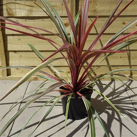 Phormium Tenax Sundowner Flax 2ltr ⋆ Cuckoo Bridge Nursery And Farm Shop