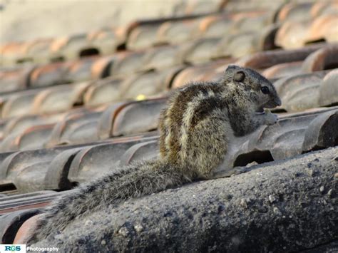 The Sweet Squirrel Nature Photography