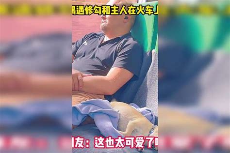 路人偶遇修勾和主人在火车上睡觉，网友：这也太可爱了吧主人路人网友