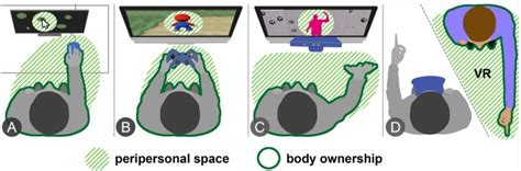 Different Settings Of Peripersonal Space And How Body Ownership In Vr Download Scientific