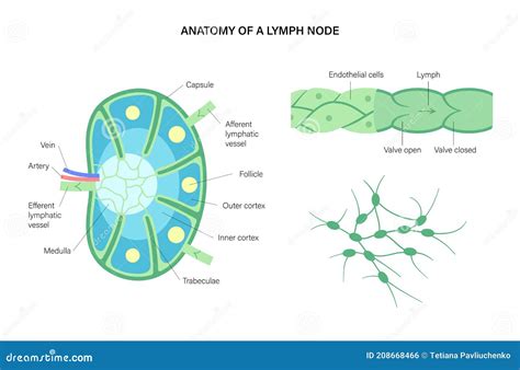 A Lymph Node Showing Afferent And Efferent Lymphatic Vessels Vector