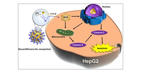 Green Synthesis Of Robust Selenium Nanoparticles Via Polysaccharide Polyphenol Interaction