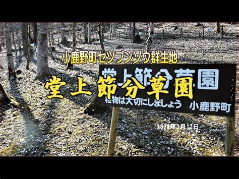 小鹿野町堂上堂上節分草園2022年3月12日セツブンソウ YouTube