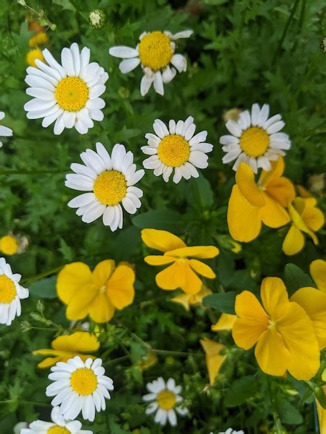 Daisies Natural Chamomile In The Wild Premium Photo