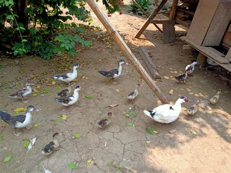 လိပ်သိုမြို့တွင် မန်ဒါလီများကို တစ်နိုင်တစ်ပိုင် တိုးချဲ့မွေးမြူသူများ တိုးပွားလာ Information