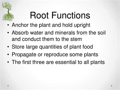 PPT Parts Of Plants And Their Functions PowerPoint Presentation Free Download ID
