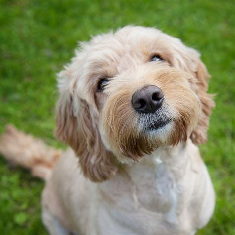 Cockapoo Raças De Cachorro