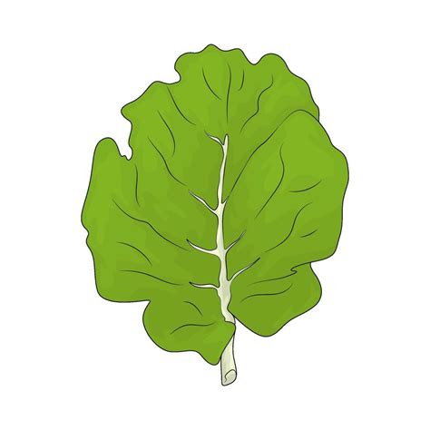Green Lettuce Illustration 65145958 Vector Art At Vecteezy