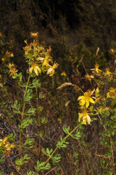 Hypericum Perforatum Hypericaceae