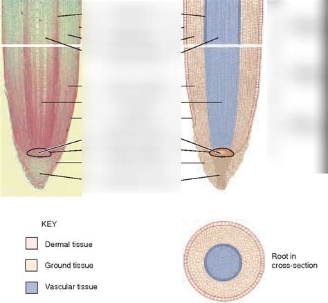 BIOL Lab Zea Mays Corn Root Longitudinal Section Diagram Quizlet