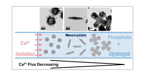 Diffusion Controlled Crystallization Of Fluorapatite Mesocrystals In A Hydrogel Crystal Growth