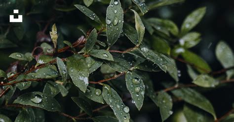 물방울이있는 녹색 잎 사진 Unsplash의 무료 꽃 이미지