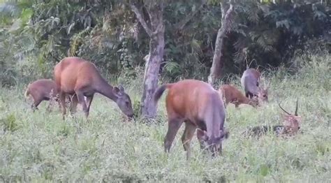 Assam Flood Situation In Kaziranga National Park Returning To Normalcy Wildlife Not Out Of