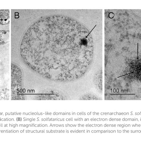 A Sulfolobus Solfataricus Fixed Cells On The Substrate B Single Cell