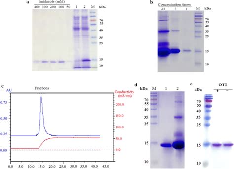Purification Of Rhta A Purification Of Rhta By Ni⁺ Nta Chromatography
