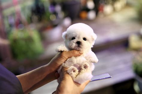 수입미니비숑 블랑 강아지분양 썸퍼피