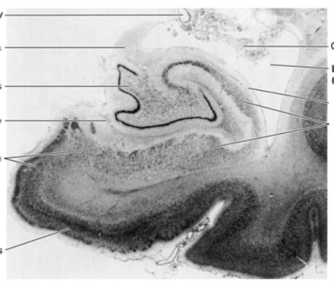Hippocampal Formation Diagram Quizlet