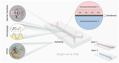 Microbiom Intestinal Creat Pe Un Cip Viața Medicală