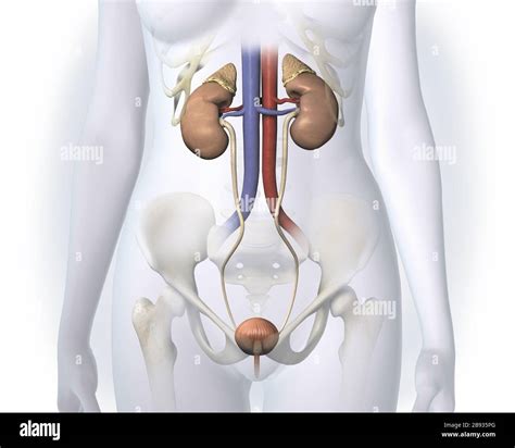 Female Urinary System Model