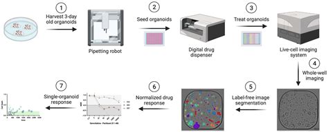 Multiparametric Tumor Organoid Drug Screening Using Widefield Live Cell Imaging For Bulk And