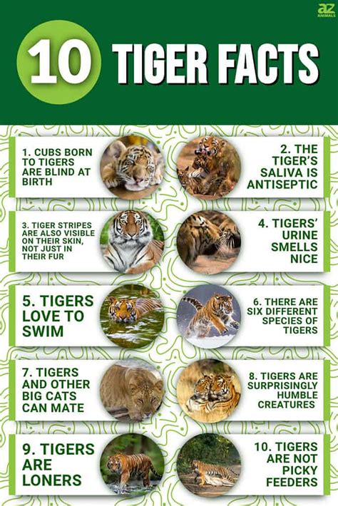 10 Incredible Tiger Facts A Z Animals