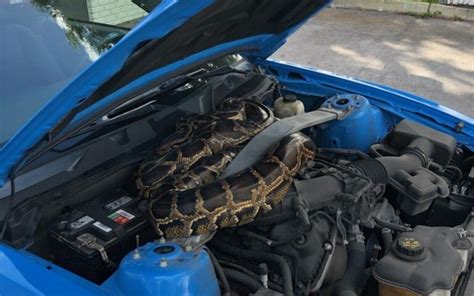 Driver Finds 10 Foot Python Under Car Hood In South Florida Iheart