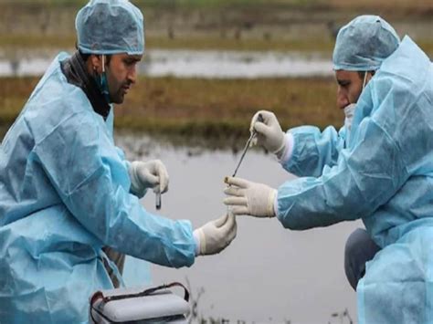 Humans Also In Danger What Experts Say About Bird Flu In Jharkhand