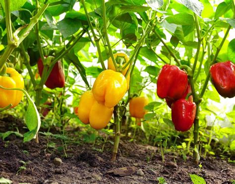 Секреты богатого урожая перца плоды вырастут крупными и сочными